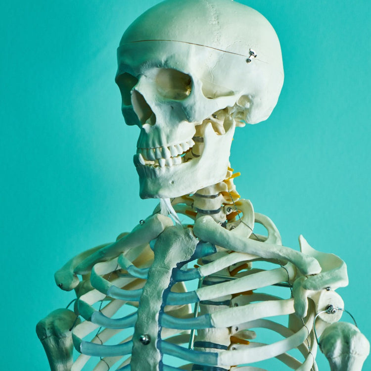 How long does it take for a body to decompose in the casket – Trusted ...